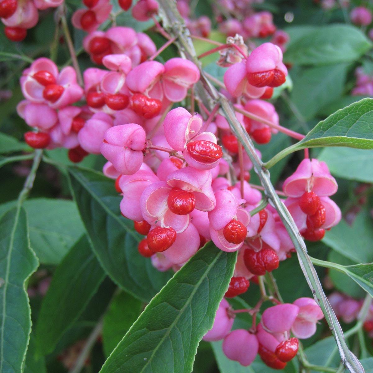 Euonymus phellomanus - Fusain de Chine à belle fructification rose