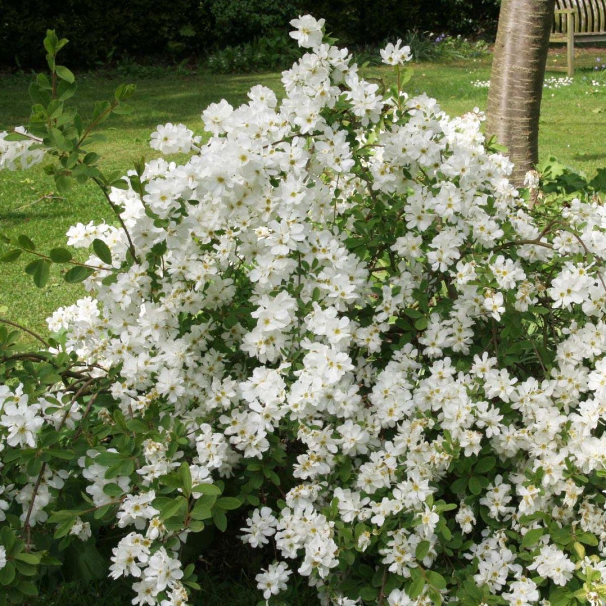 Exochorda x macrantha The Bride – Bel arbuste pleureur à fleurs blanches
