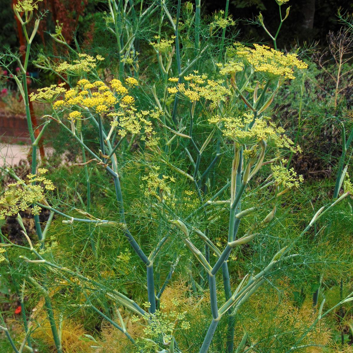 Fenouil - Foeniculum vulgare - Vivace aromatique au feuillage vaporeux
