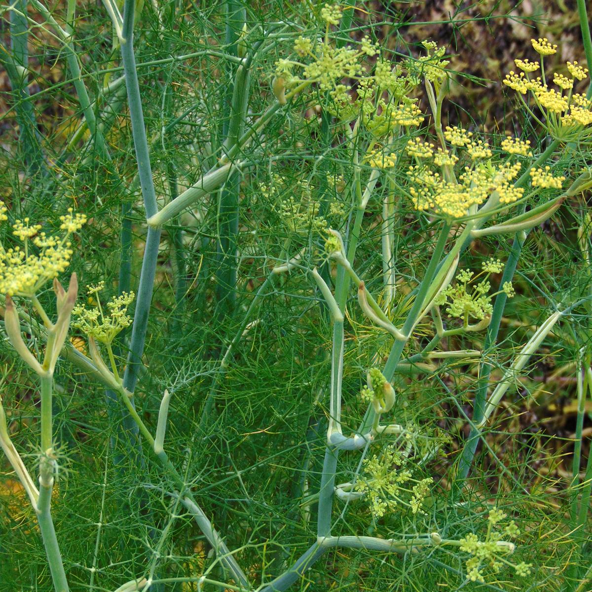 Fenouil - Foeniculum vulgare - Vivace aromatique au feuillage vaporeux