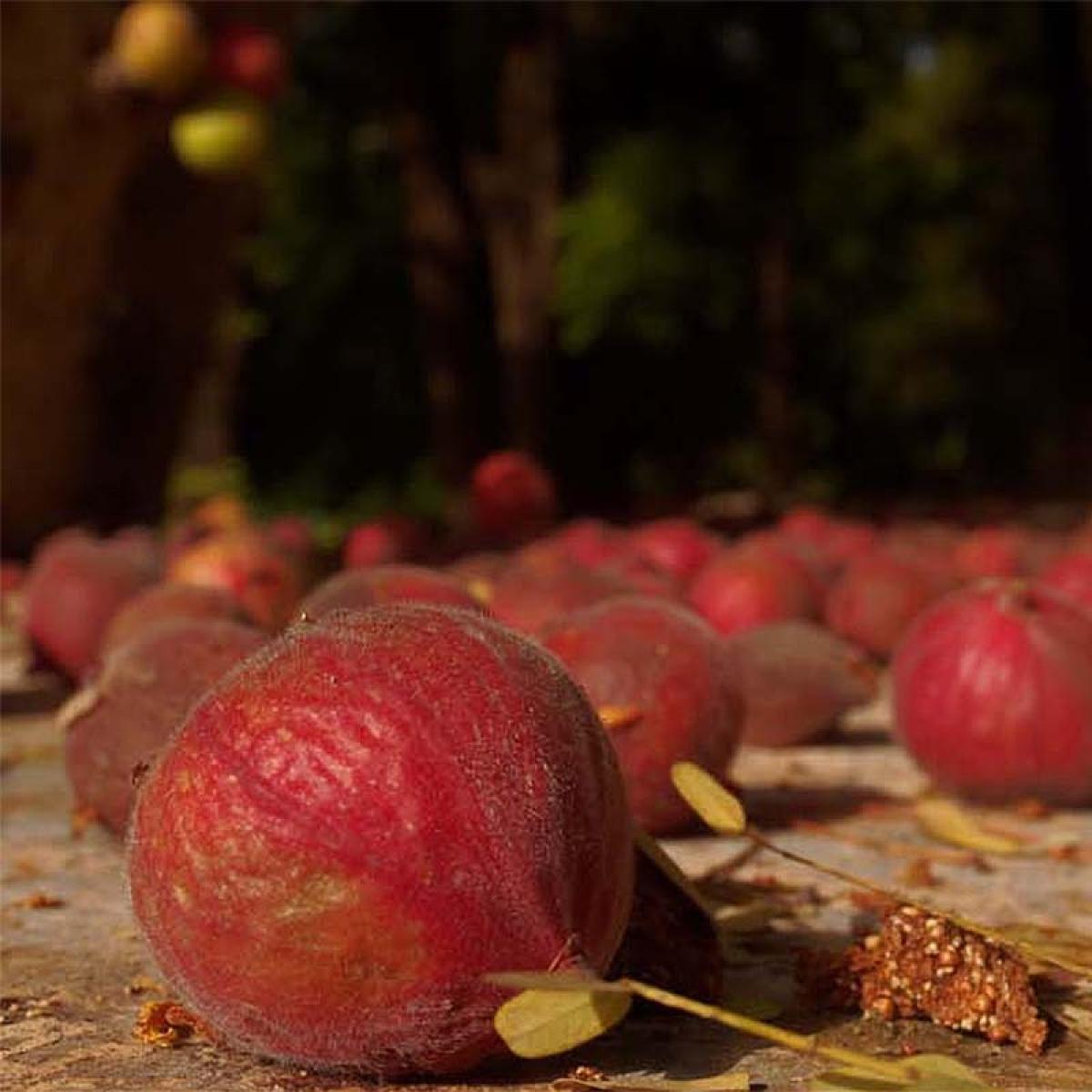 Figuier Osborn Prolific - Ficus carica bifère, précoce, rustique