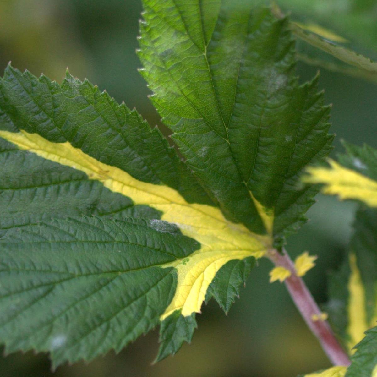 Filipendula ulmaria Variegata - Reine des Près à feuillage panaché.