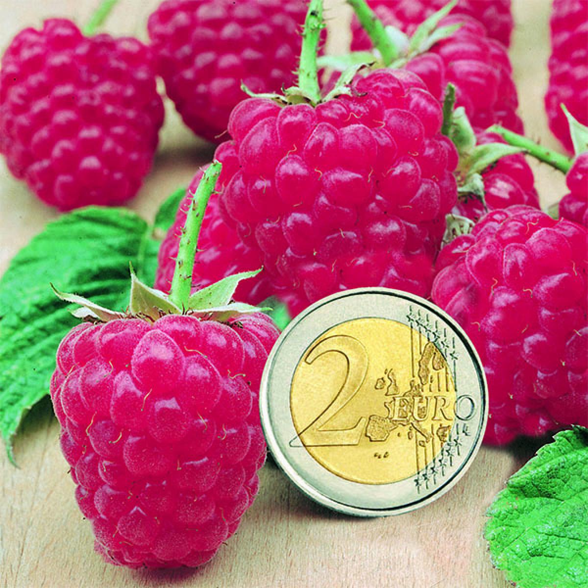 Framboisier remontant Sumo 2 - Rubus idaeus à très gros fruits