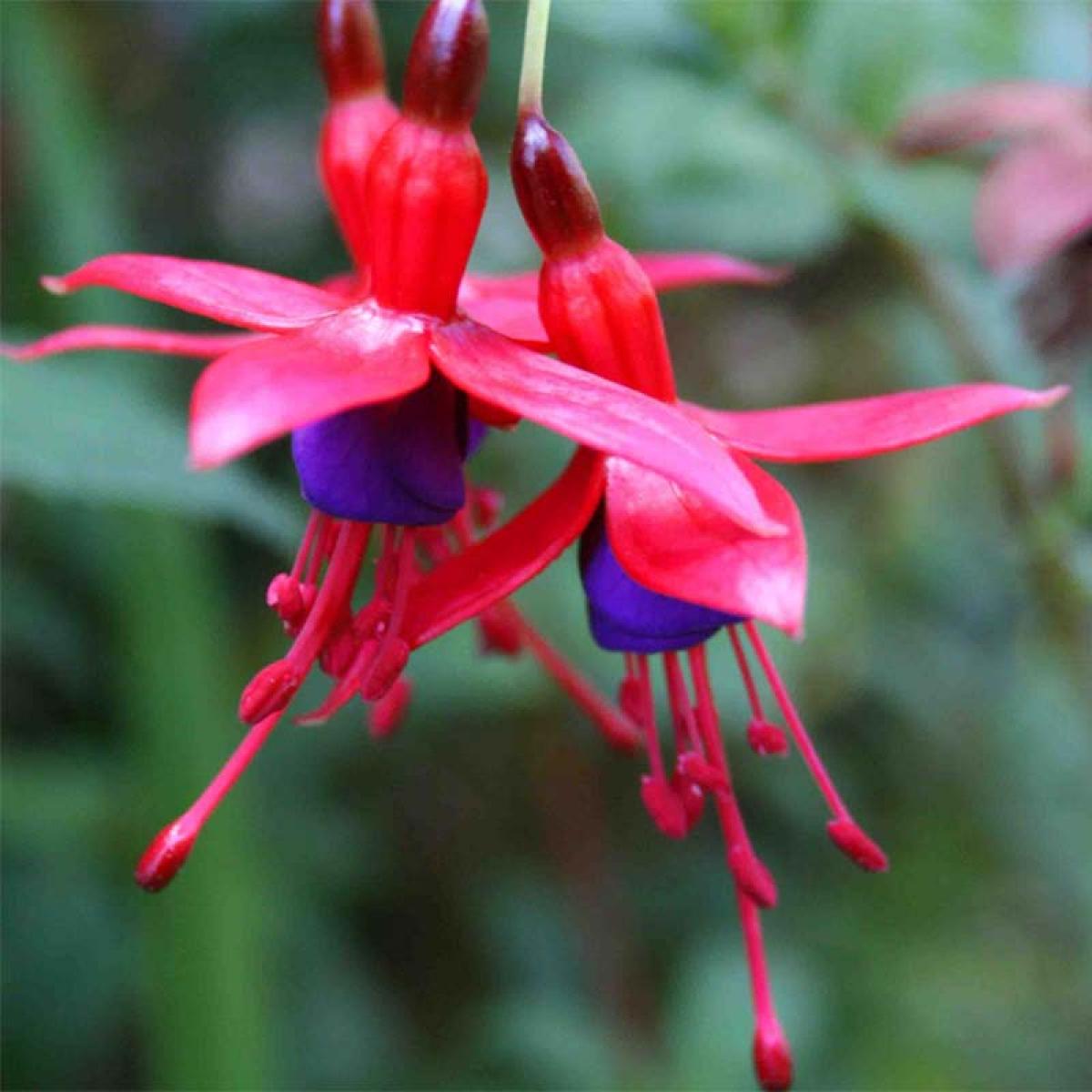 Fuchsia magellanica Riccartonii - Fuchsia de Magellan arbustif et rustique
