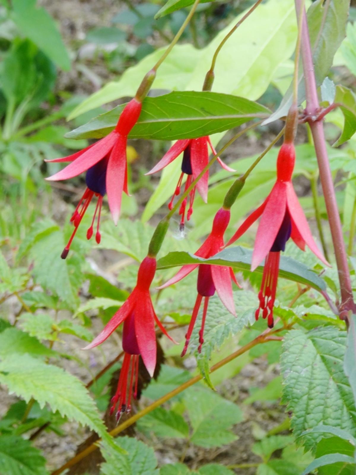 Fuchsia regia Reitzii - Fuchsia royal - Fuchsia macrostema – Rustique