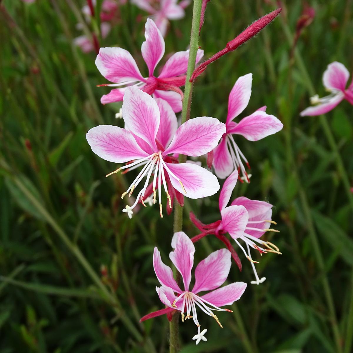 Gaura lindheimeri Siskiyou pink – Une vivace facile, à délicates fleurs ...