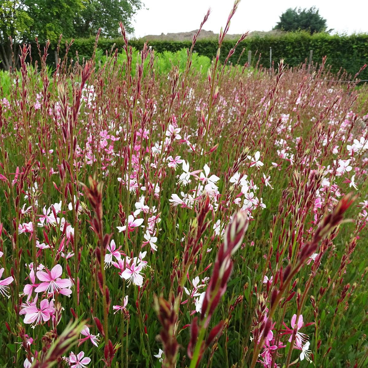 Gaura lindheimeri Siskiyou pink – Une vivace facile, à délicates fleurs ...