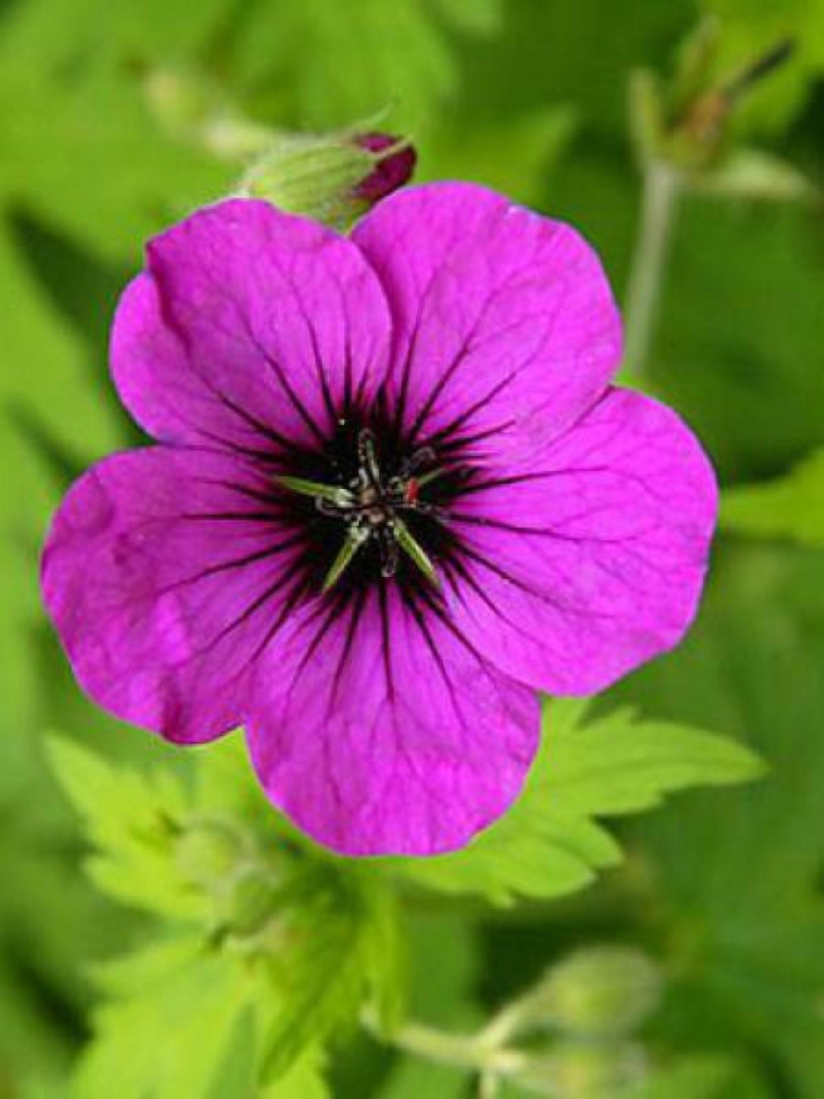 Le Géranium Anne Thomson, un géranium plus compact aux fleurs magenta.