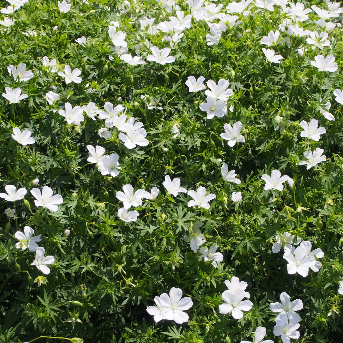 Geranium vivace sanguineum Album - Port compact et fleurs blanc pur