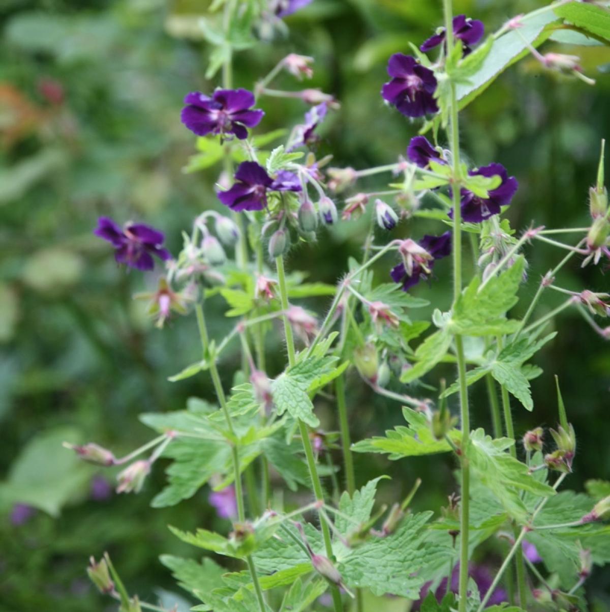 Geranium phaeum Raven - Géranium vivace à fleurs sombres sur feuillage ...
