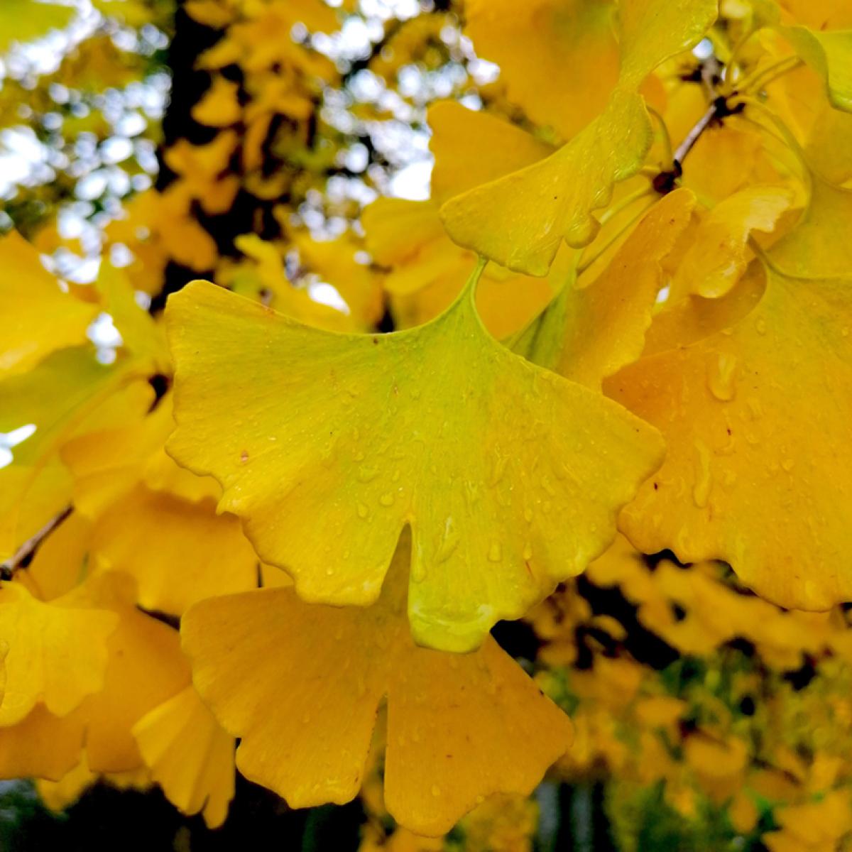 Ginkgo biloba Autumn Gold - Arbre aux quarante écus - Superbe feuillage ...