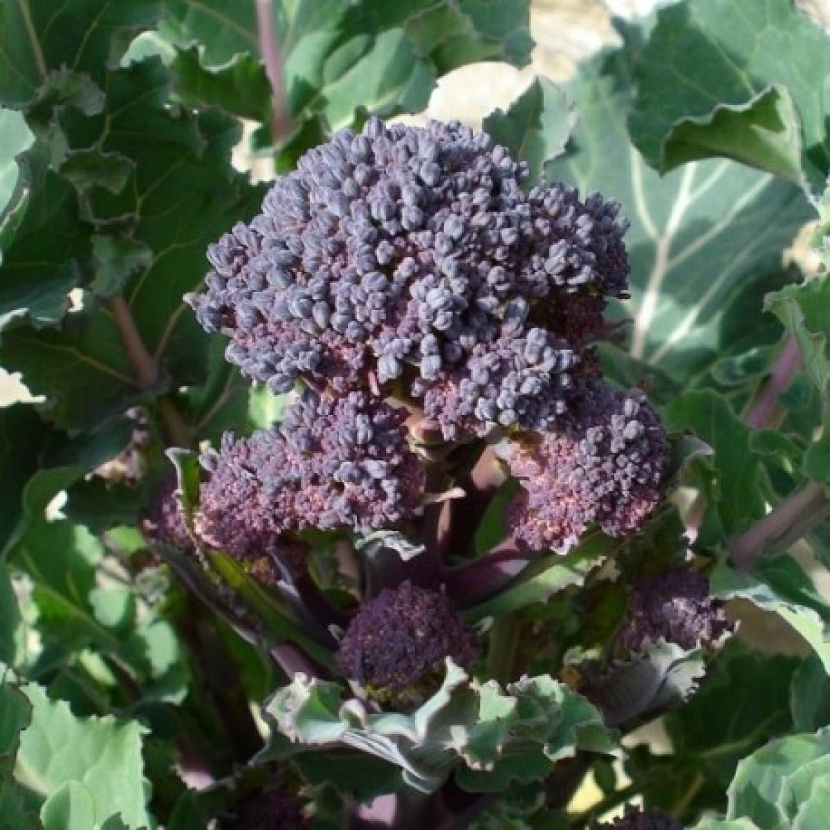 Chou brocoli à jets Santee Purple Bio - Mini-mottes
