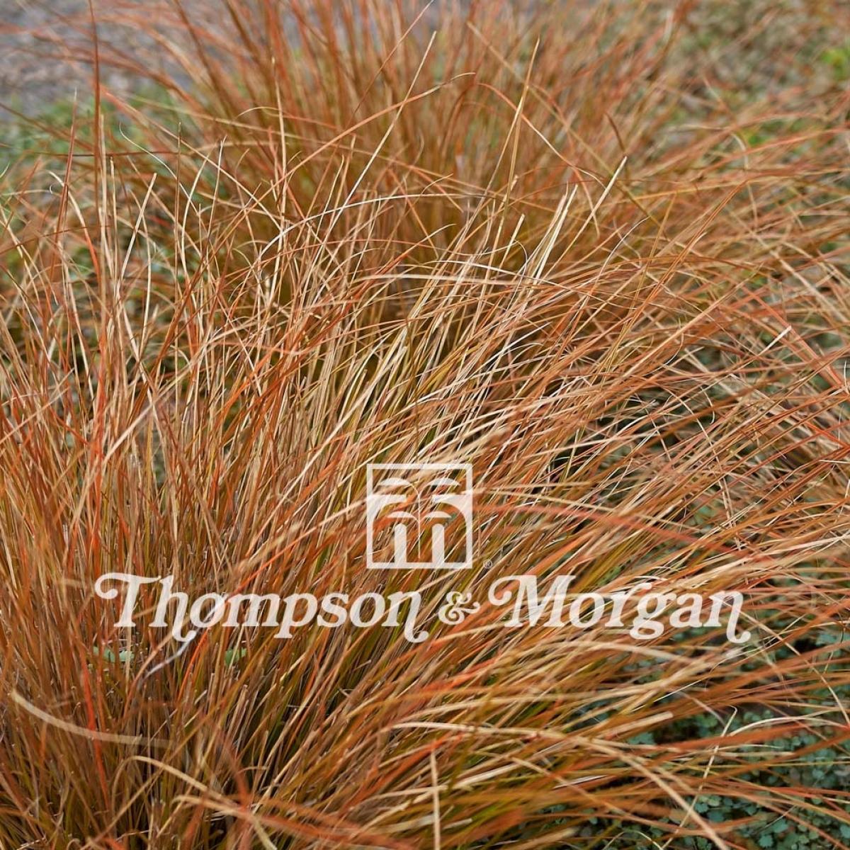Graines de Carex testacea Prairie Fire - Laîche orange - Une touffe de ...