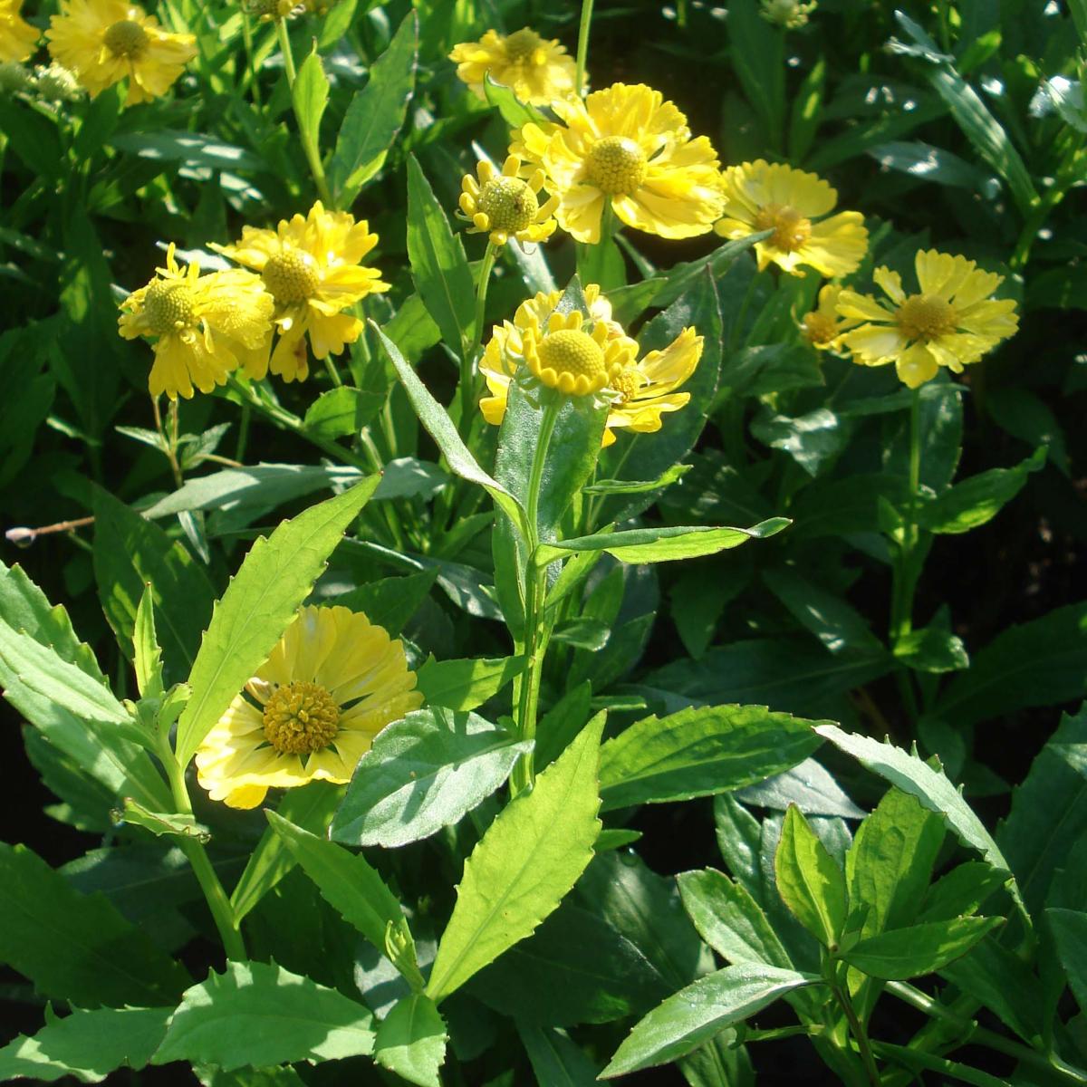 Helenium Double Trouble - Hélénie jaune à fleurs doubles