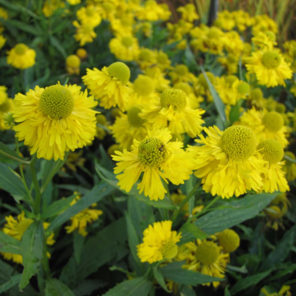 Helenium Double Trouble - Hélénie jaune à fleurs doubles