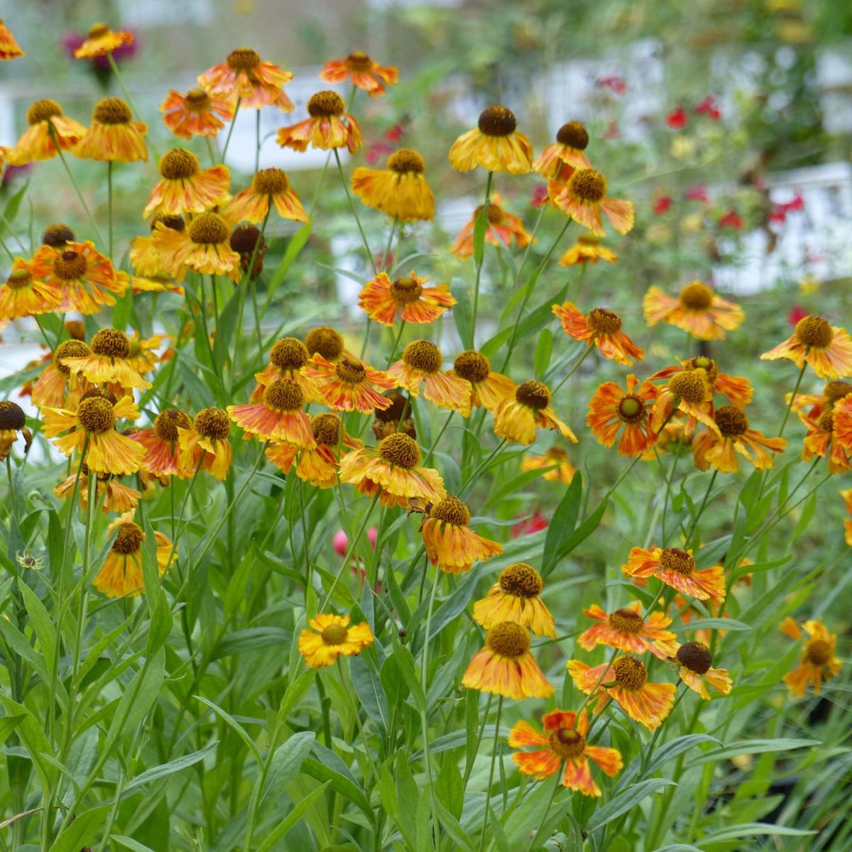 Helenium Waltraut - Hélénie - Vivace à marguerites orange vif