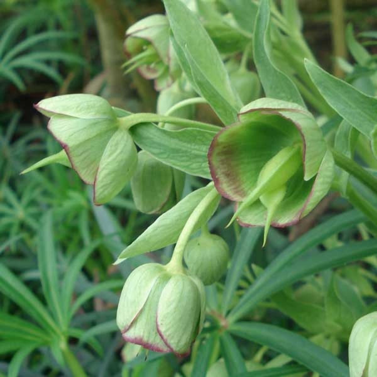 Hellebore fétide - Helleborus foetidus - De petites fleurs vertes