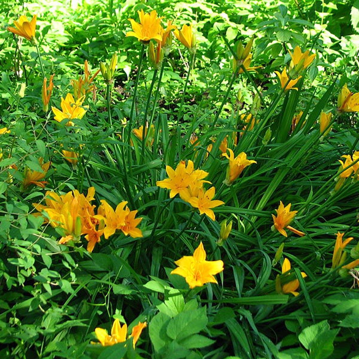 Hemerocallis middendorffii - Hémérocalle - L'espèce botanique jaune orangé