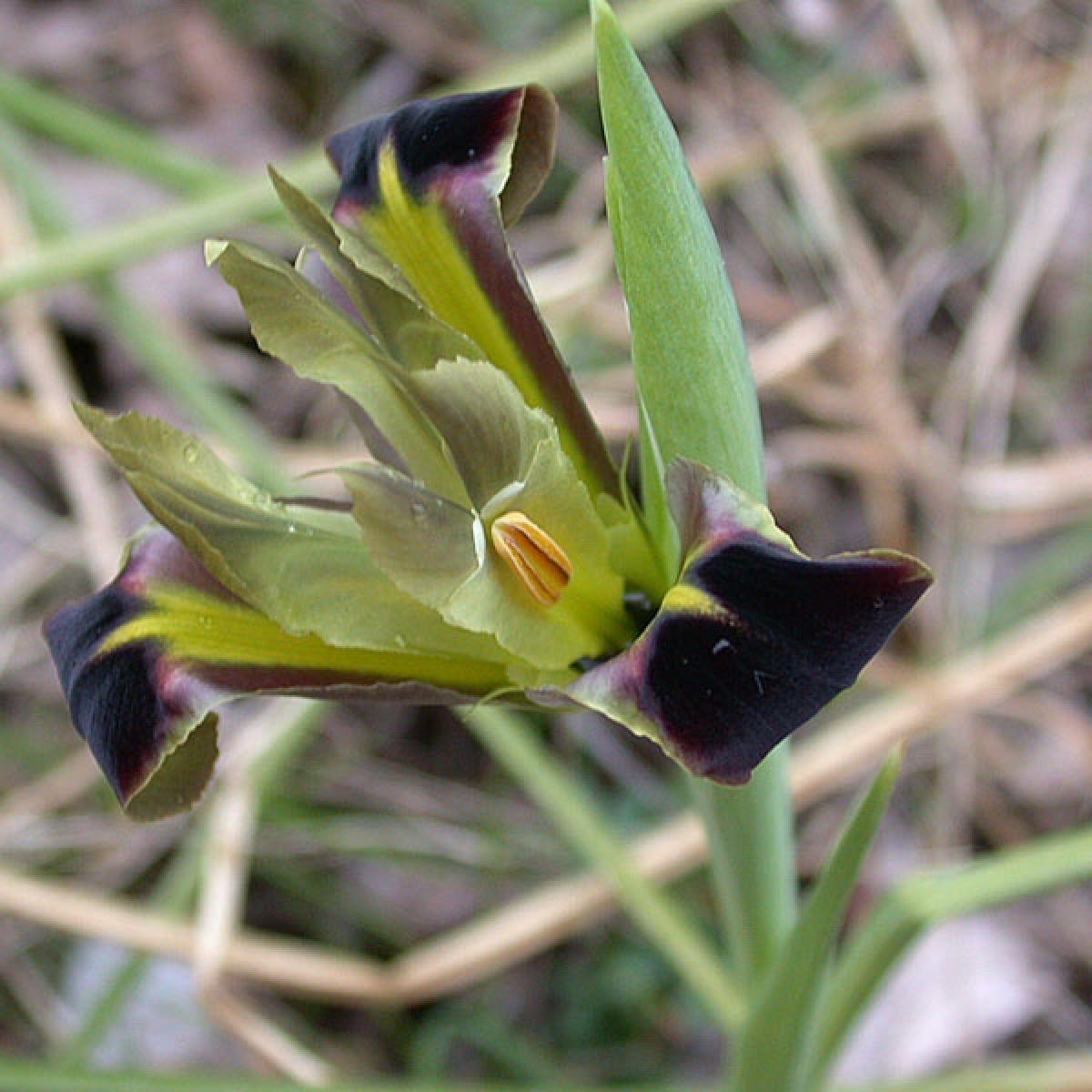 Hermodactylus tuberosus - Iris tuberosa - Une cousine des Iris à fleurs ...