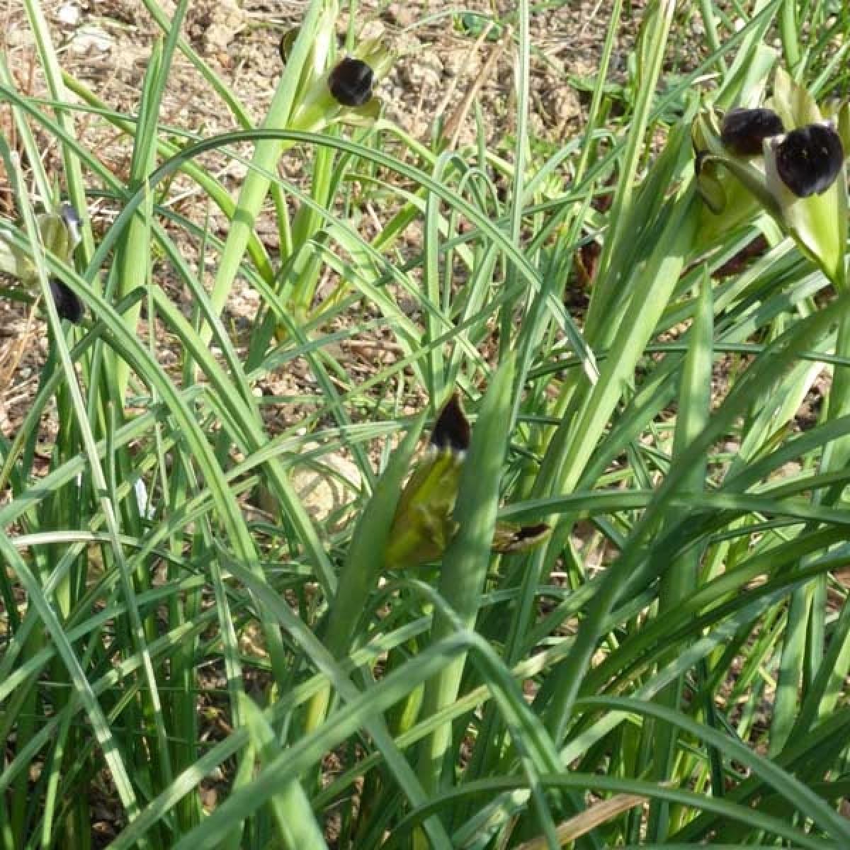 Hermodactylus tuberosus - Iris tuberosa - Une cousine des Iris à fleurs ...