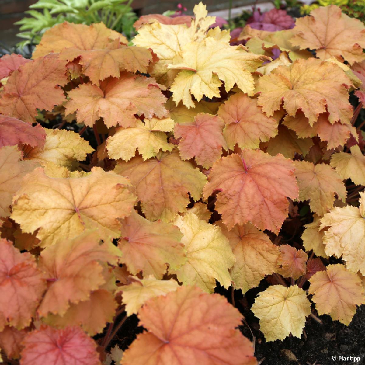 Heuchera Kassandra - Heuchère persistante passant du doré à l'orangé et ...