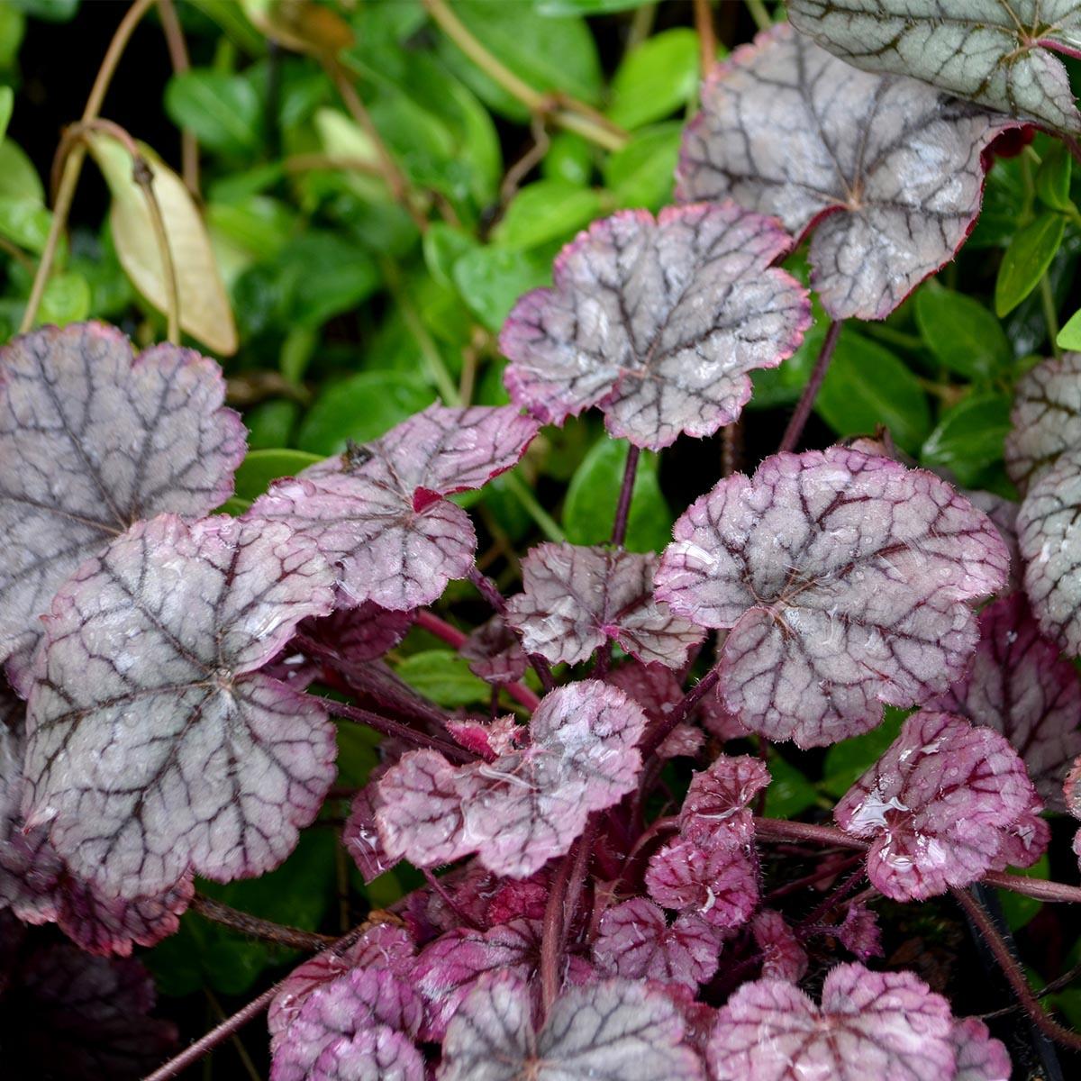 Heuchère Silver Scrolls - Heuchera - Un superbe feuillage rose pourpre ...