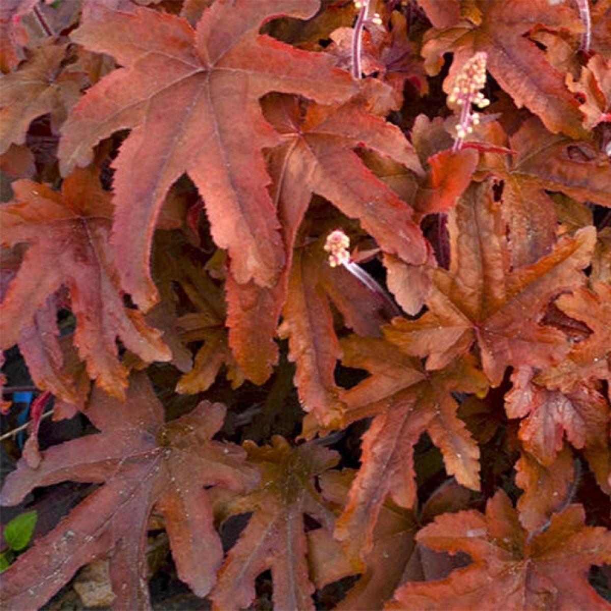 Heucherella Red Rover - Vivace au feuillage rouge pourpre persistant.