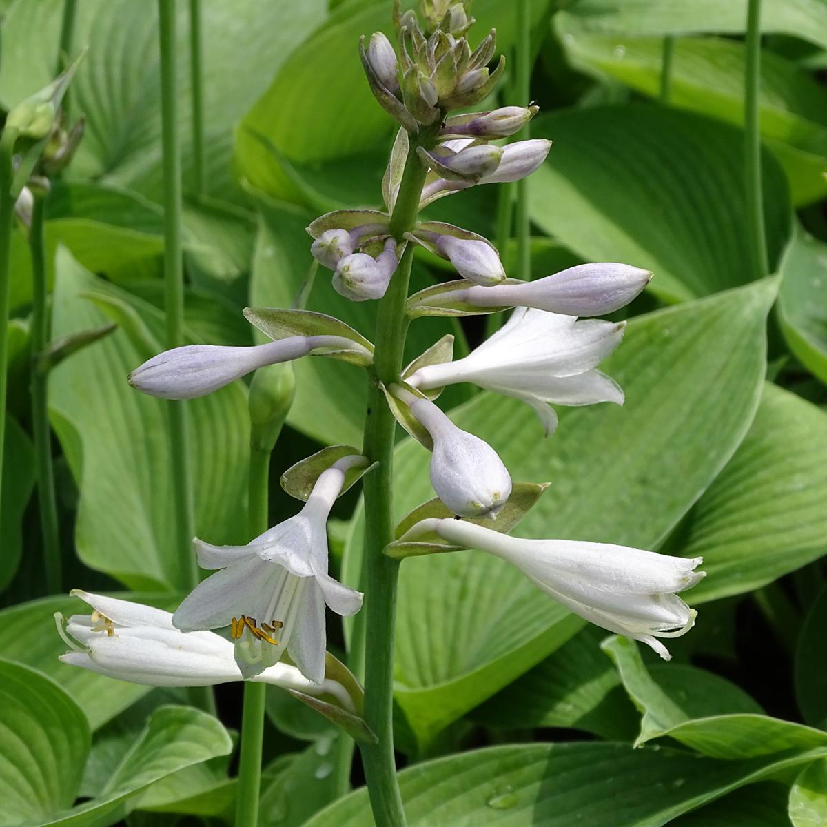 Hosta Blue Angel - Un splendide feuillage bleu orné de fleurs blanches