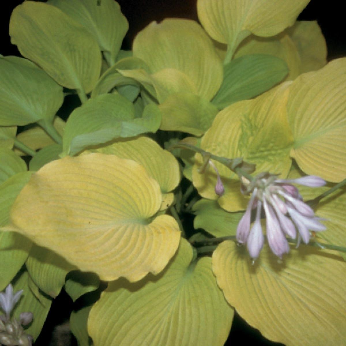 Hosta Daybreak - Lumineux feuillage vert doré et floraison lavande