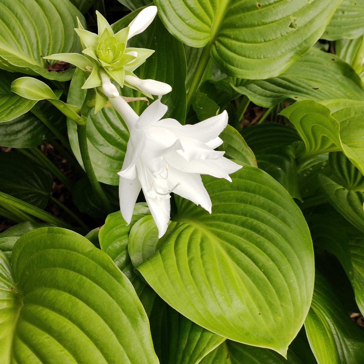 Hosta plantaginea Venus - Variété à fleurs doubles très parfumées