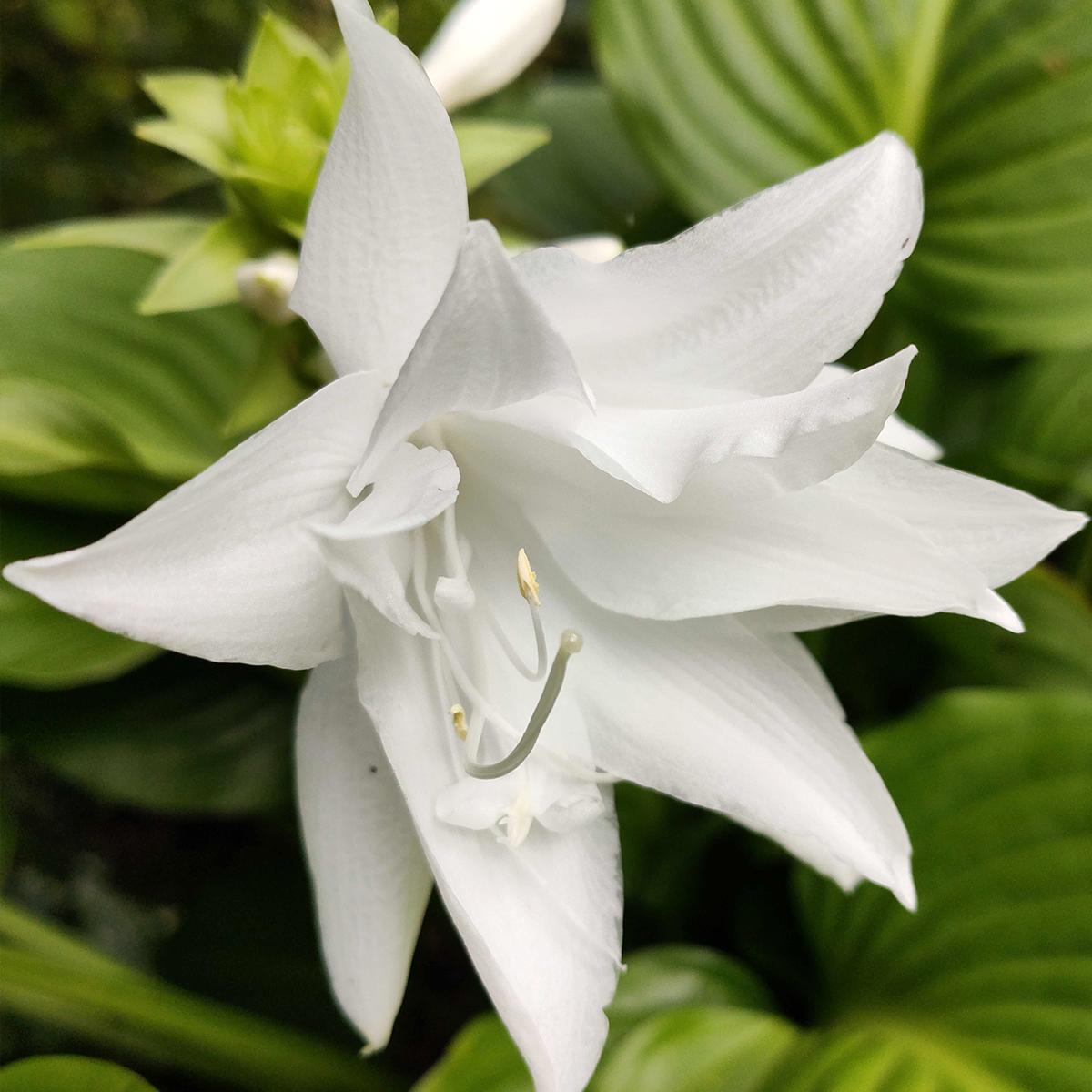 Hosta plantaginea Venus - Variété à fleurs doubles très parfumées