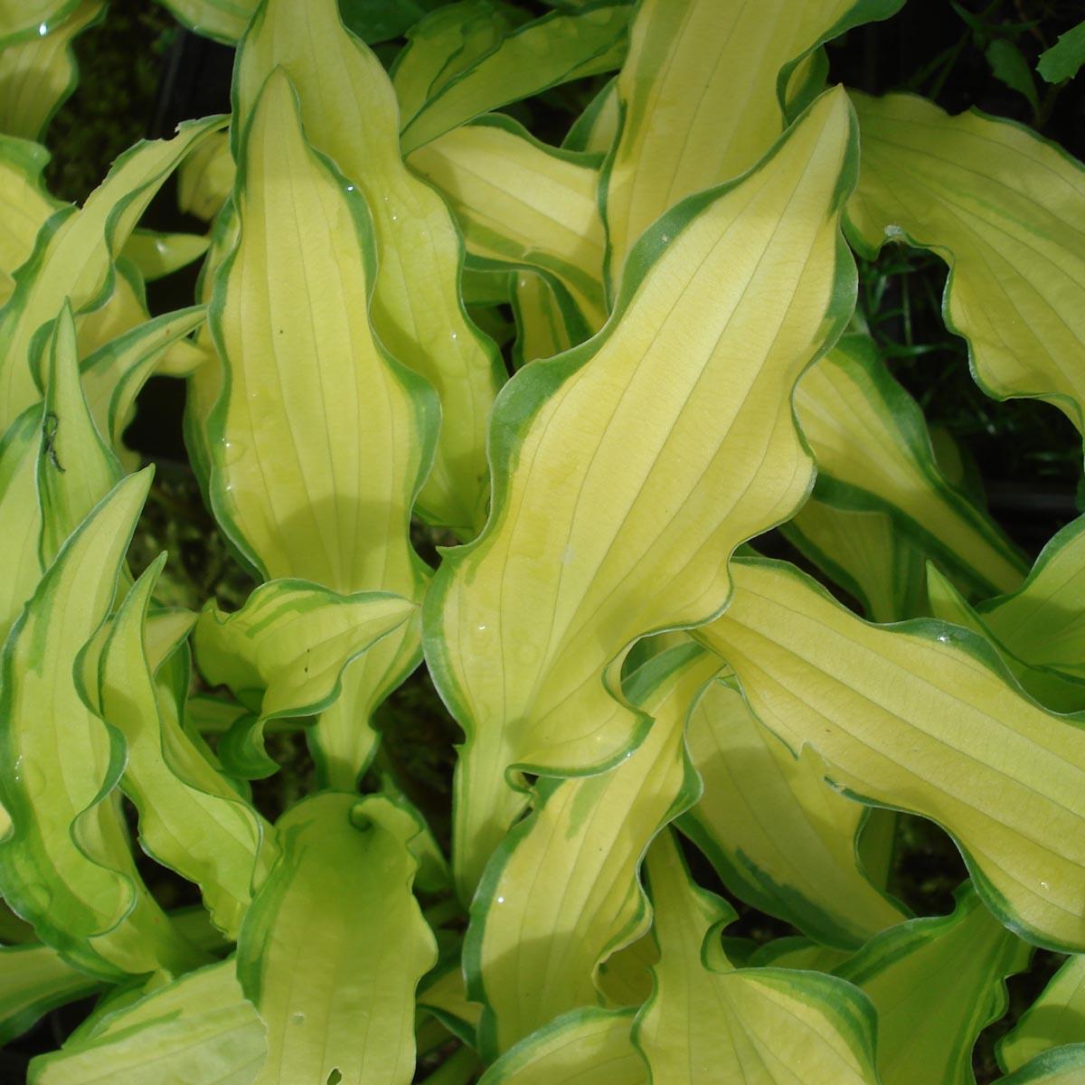 Hosta sieboldii Kabitan - Petite vivace d'ombre à feuillage lancéolé