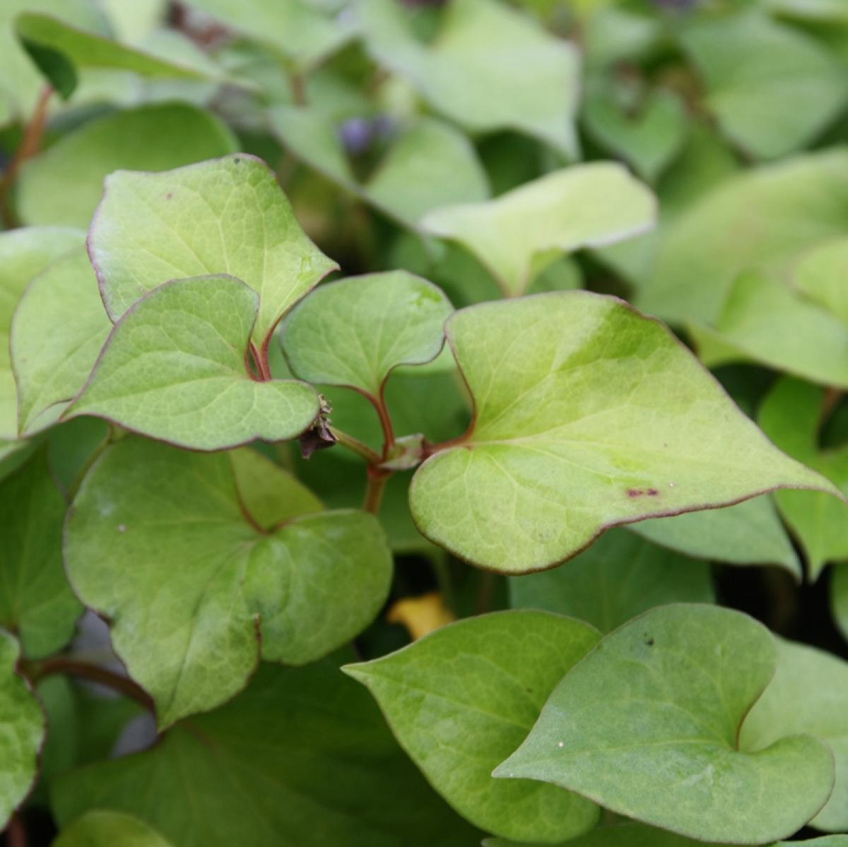 Houttuynia cordata - Poivre de Chine - Couvre-sol vivace pour lieu humide