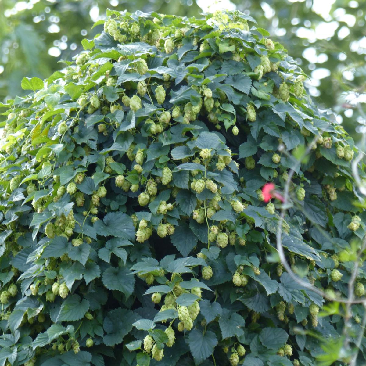 Houblon - Humulus lupulus - Plante grimpante vigoureuse