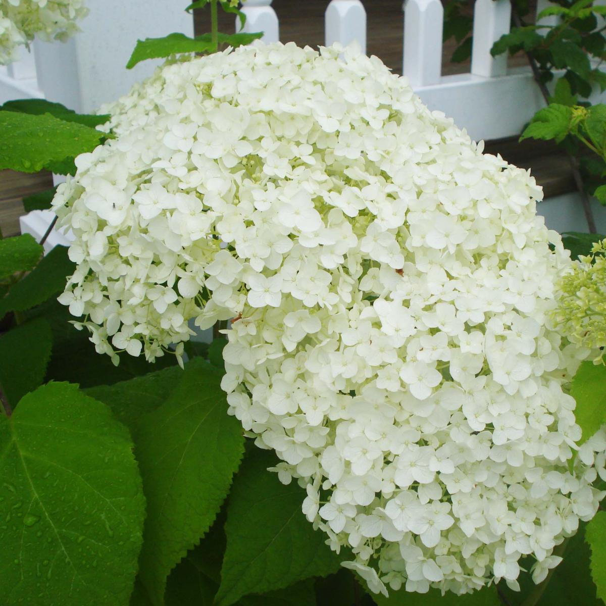 Hydrangea arborescens Annabelle - Hortensia aux énormes boules blanches
