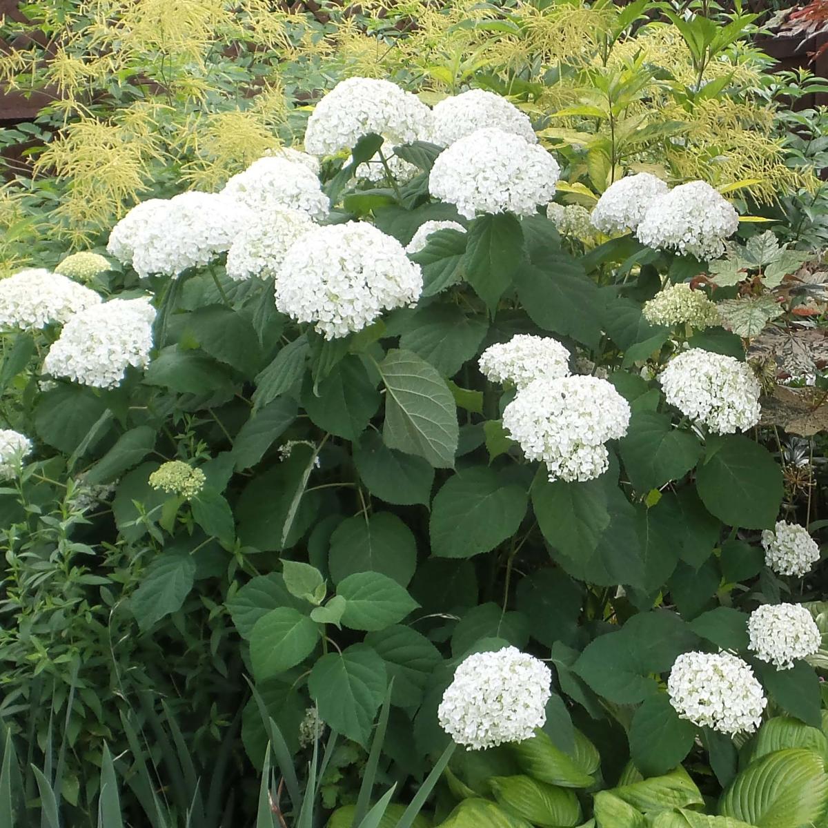Hydrangea arborescens Strong Annabelle ou Incrediball - Boules blanches