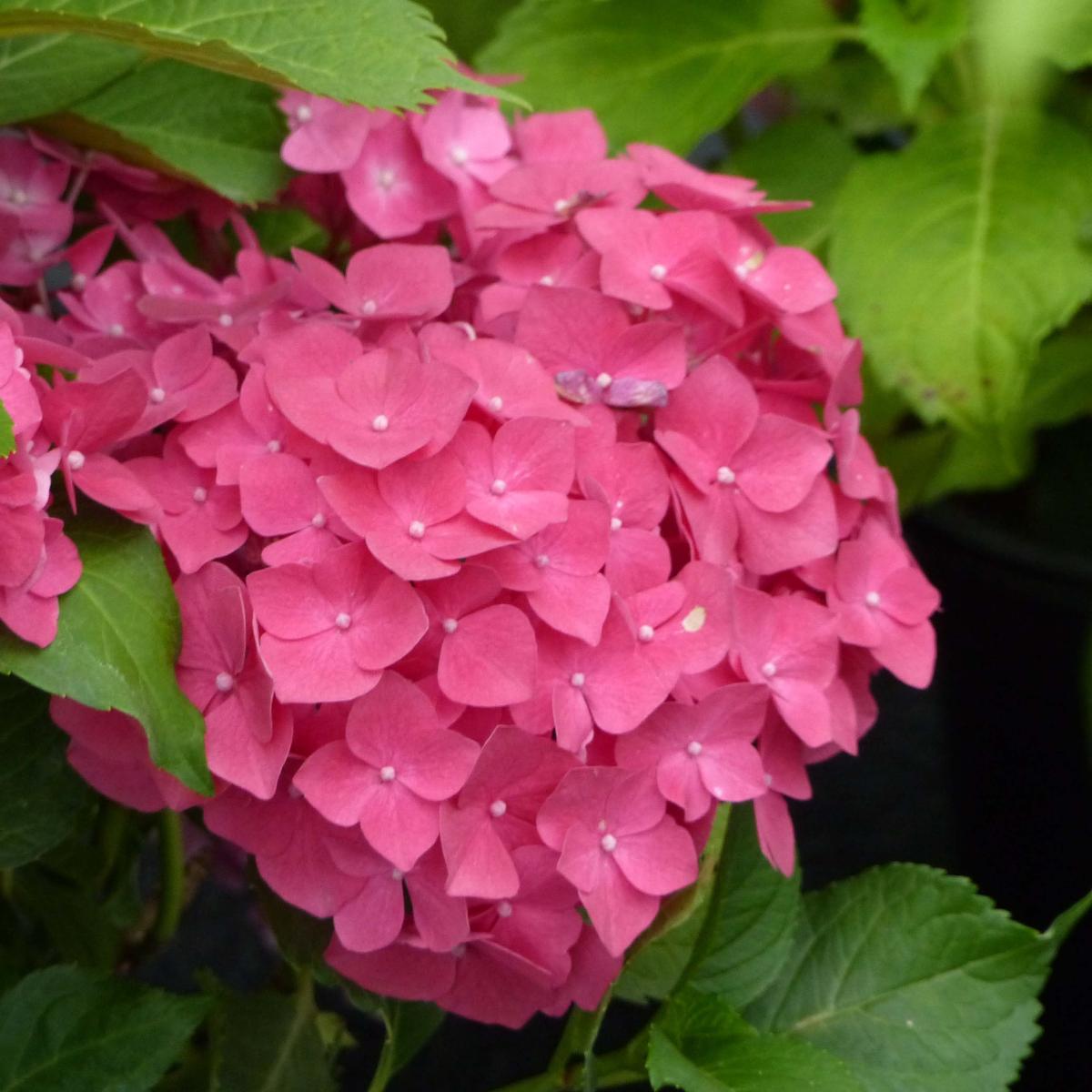 Hydrangea macrophylla Dolce Fragola - Hortensia à grandes fleurs rose ...