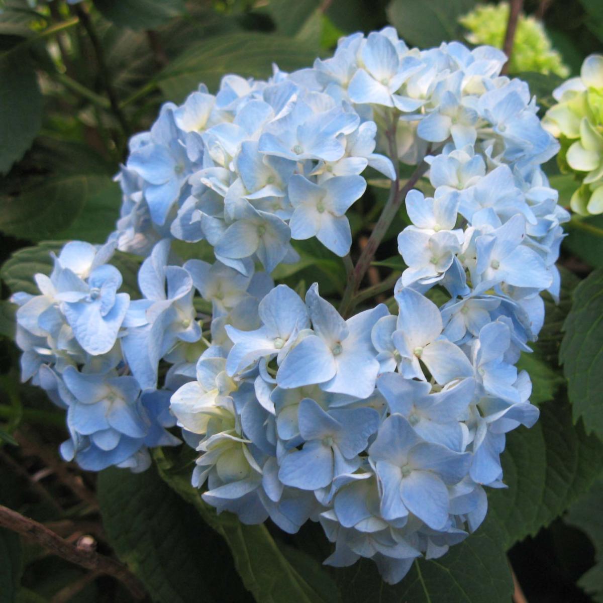 Hydrangea macrophylla Nikko Blue – Hortensia bien bleu en sol acide