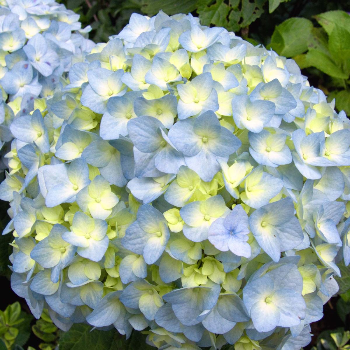Hydrangea macrophylla Nikko Blue – Hortensia bien bleu en sol acide