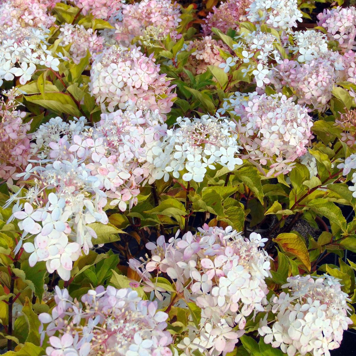 Hydrangea paniculata Phantom - Hortensia aux fleurs blanches géantes