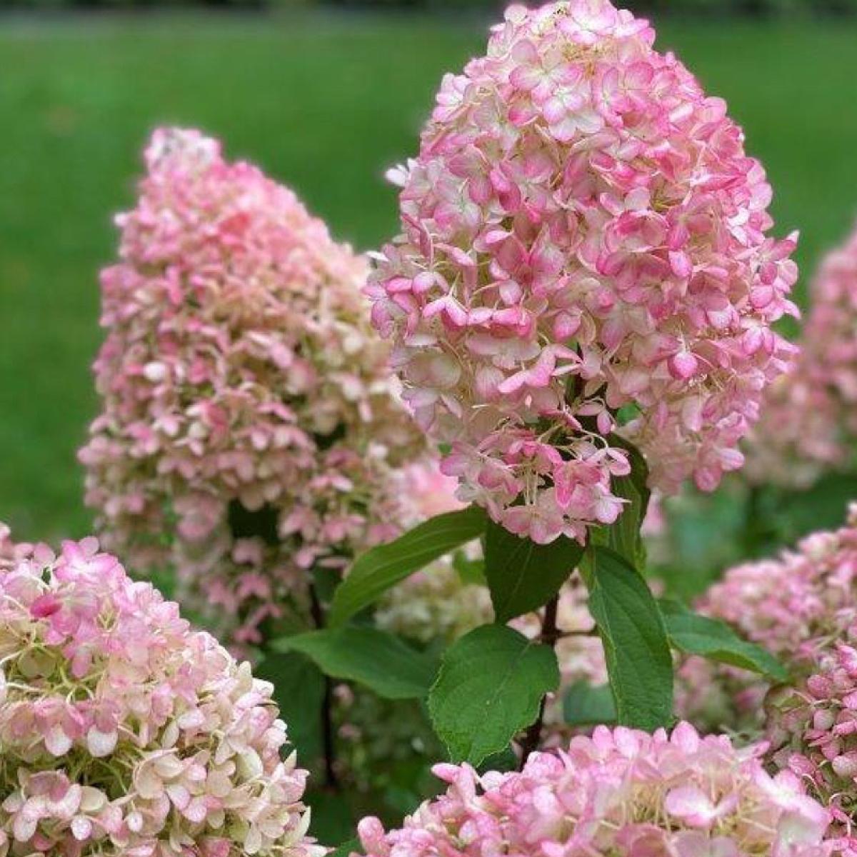 Hydrangea paniculata Pinkachu - Hortensia paniculé compact blanc et rose
