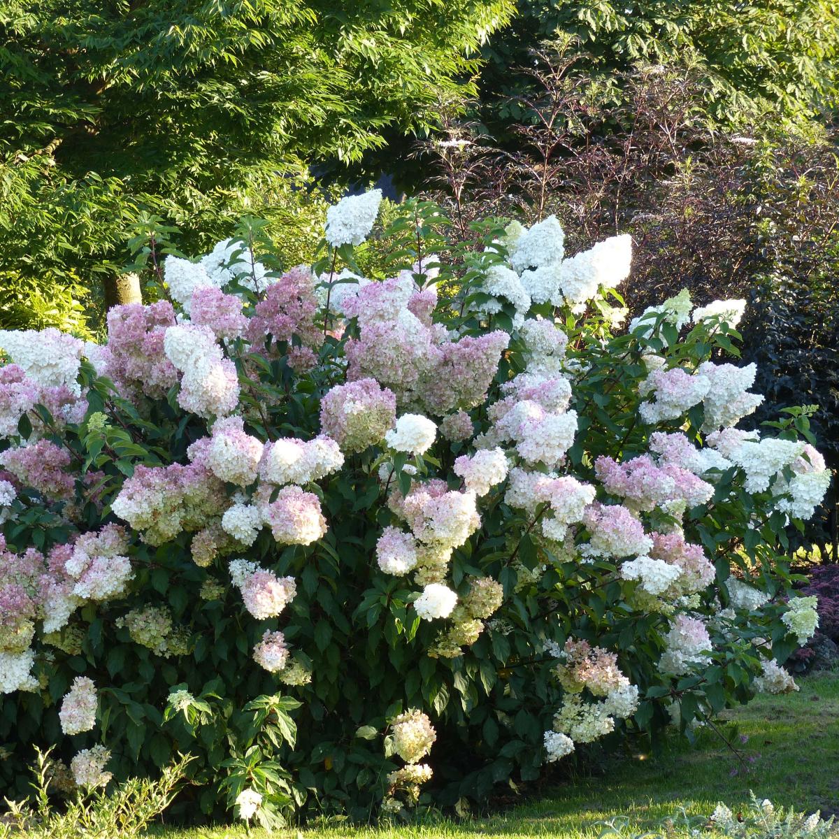Hydrangea paniculata Vanille Fraise – Hortensia à panicules rose et blanc