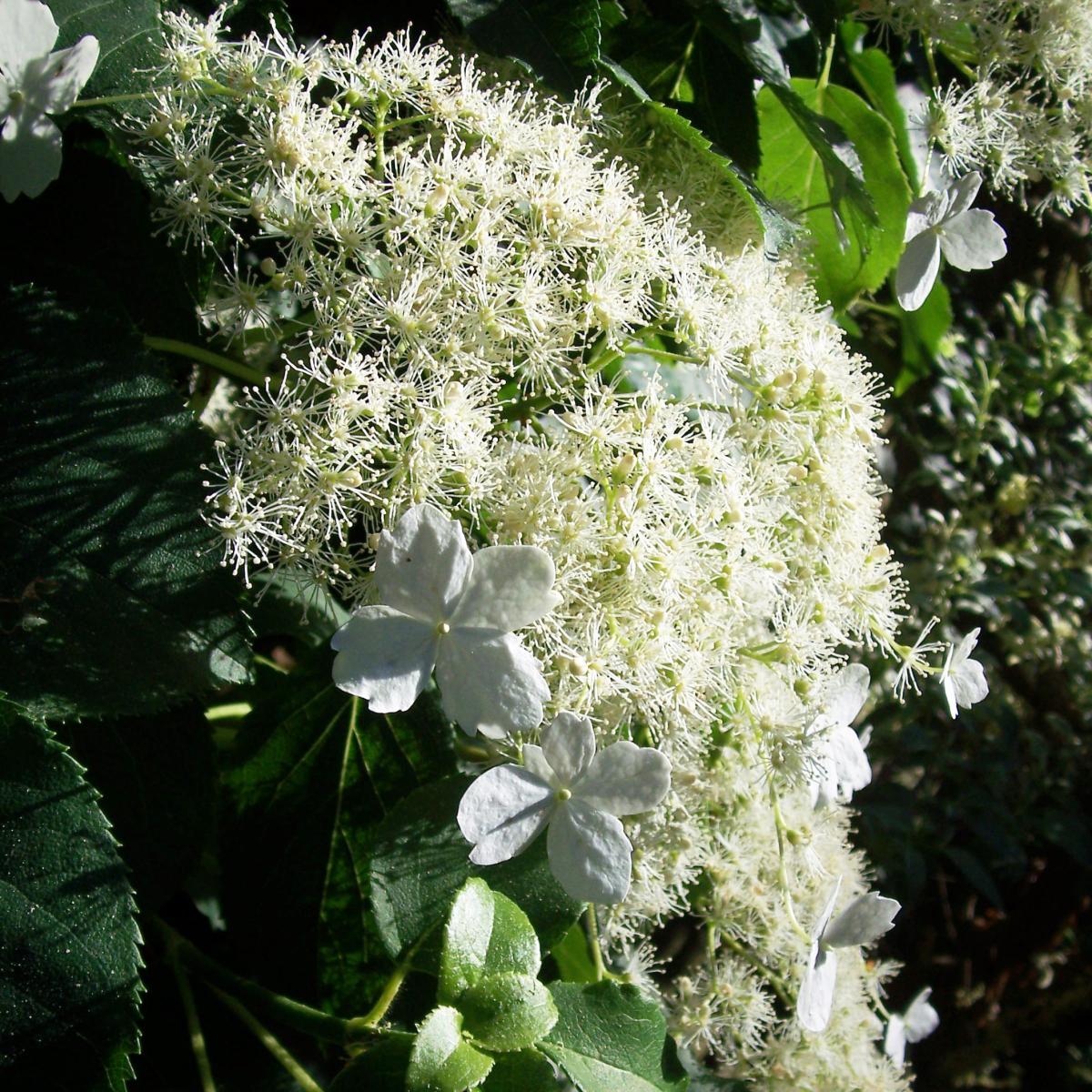 Hortensia grimpant - Hydrangea petiolaris à fleurs blanches puis vertes