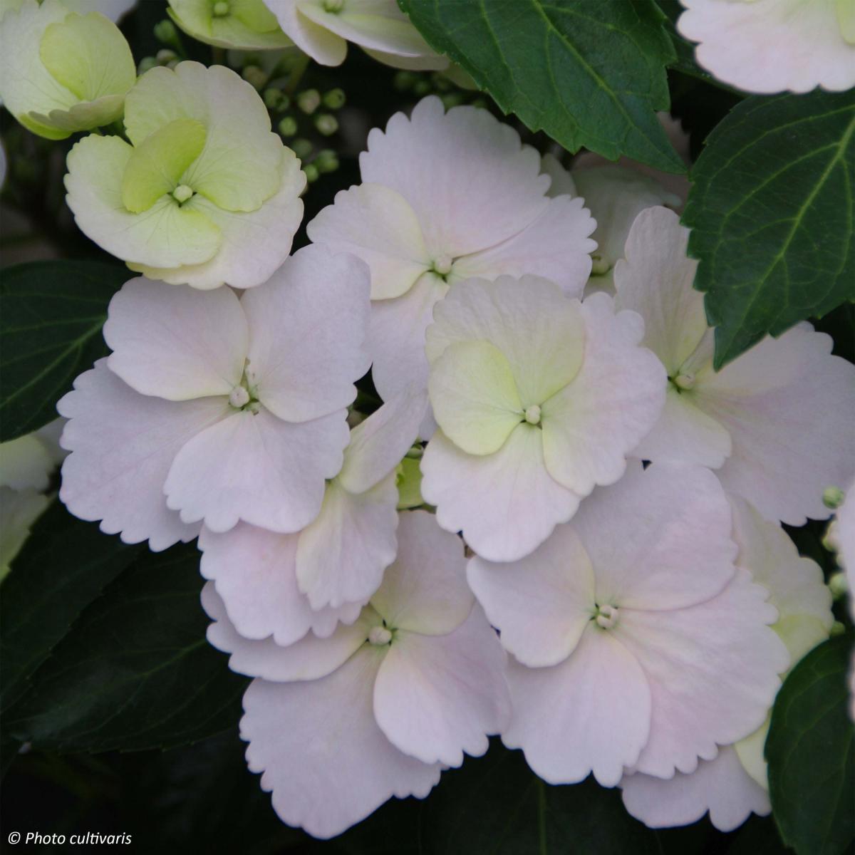 Hortensia Runaway Bride - Hydrangea à fleurs blanches le long de ses tiges
