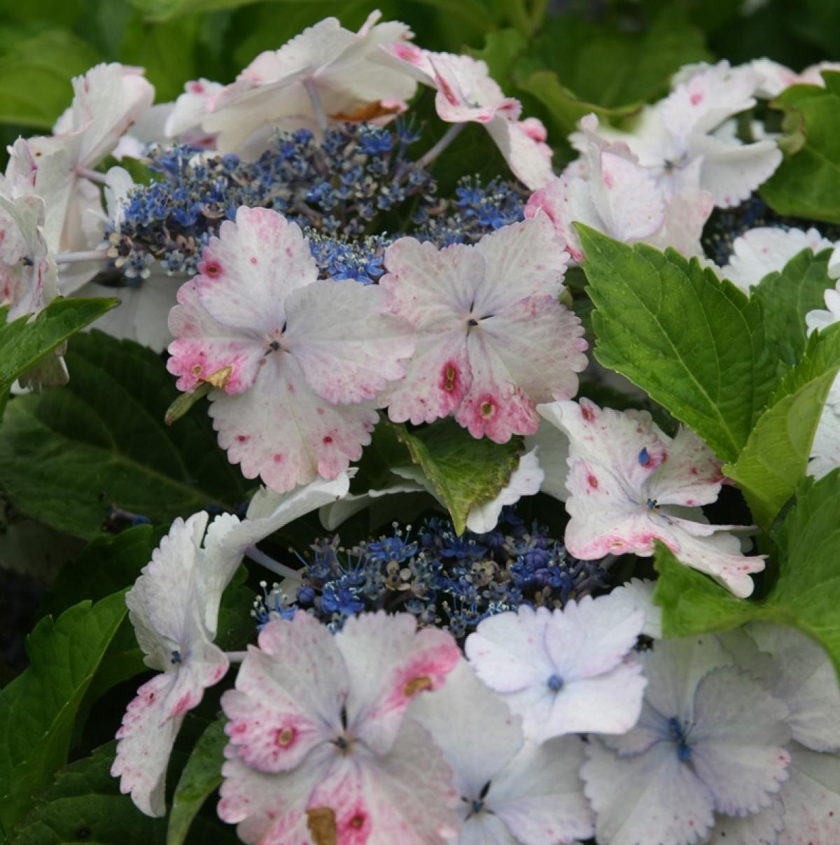 Hydrangea macrophylla Koria - Hortensia aux pétales blanc pur dentelés ...