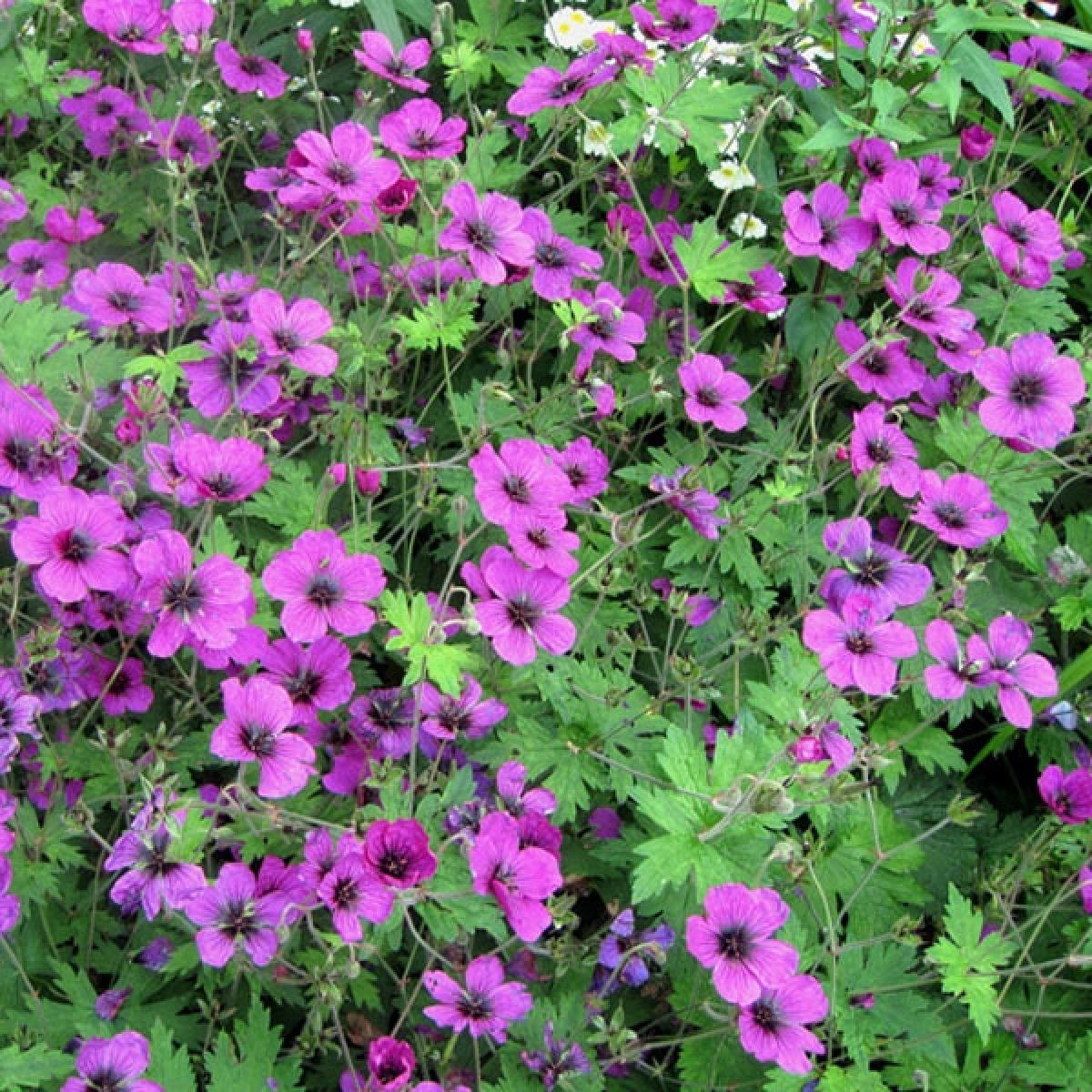 Géranium vivace Dragon Heart - De très grandes fleurs rose magenta à ...