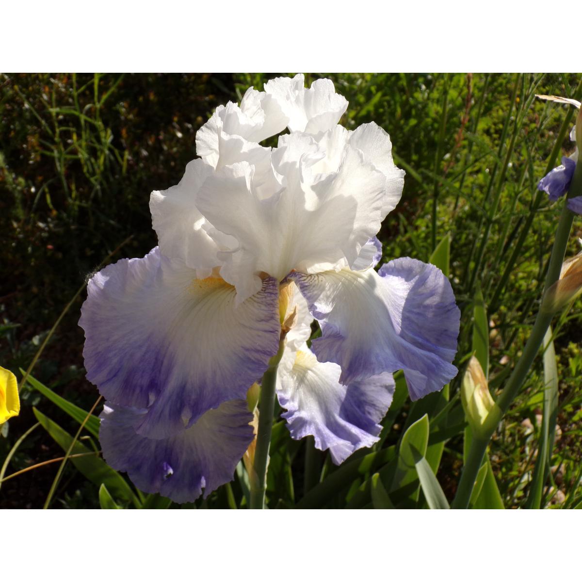 Iris germanica Alizes - Un Iris des Jardins blanc et bleu à barbe jaune.