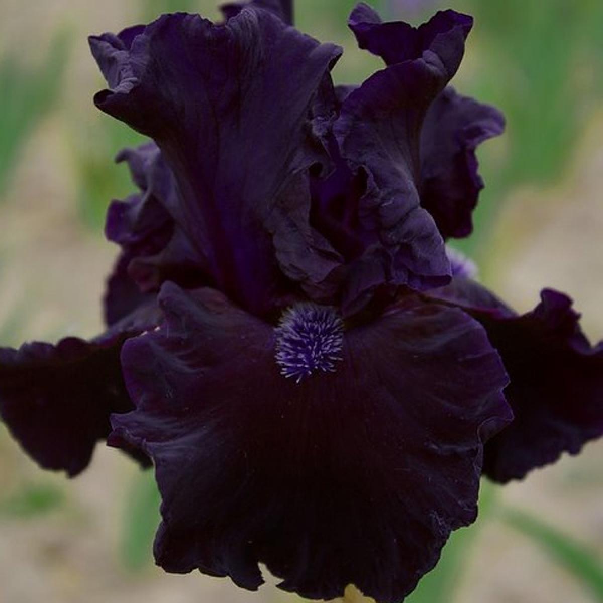 Iris germanica Obsidian - Iris des Jardins presque noir