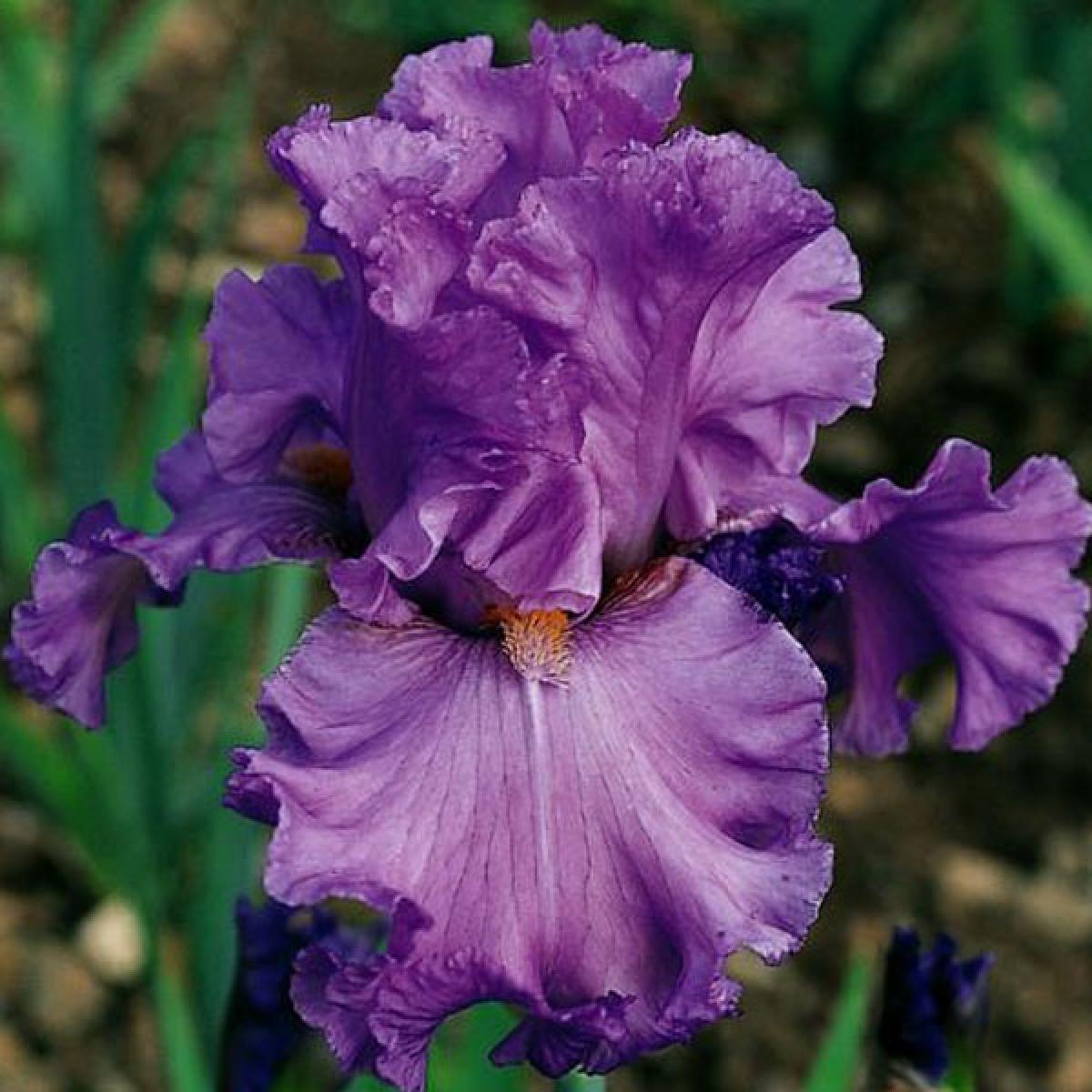 Iris germanica Ruffled Goddes - Iris des Jardins lavande rosé, parfumé