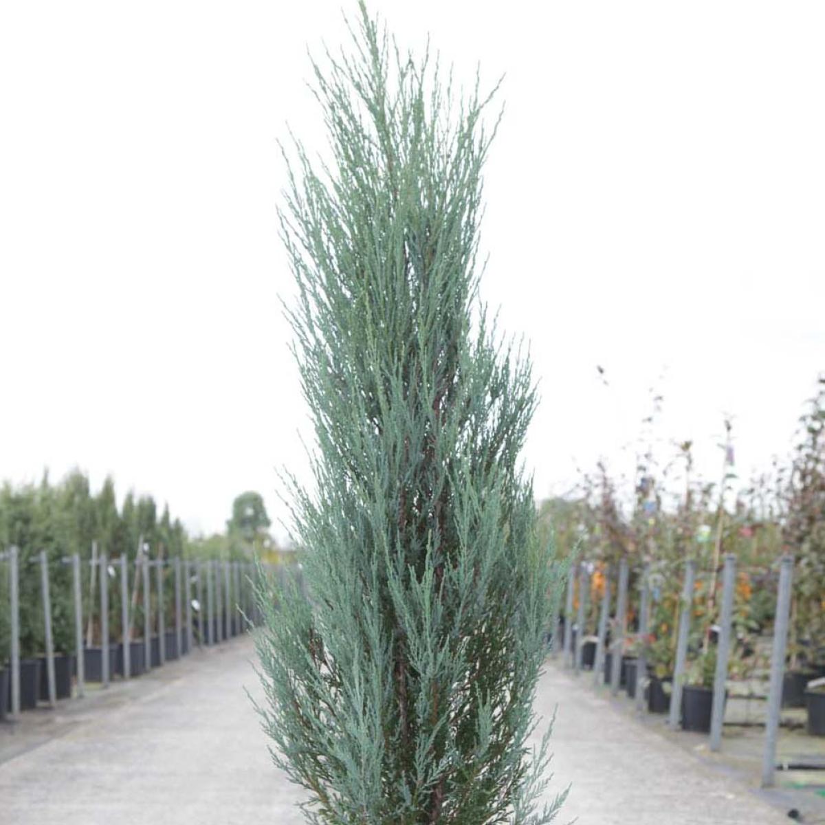 Genévrier de Virginie Blue Arrow - Juniperus scopulorum un conifère ...